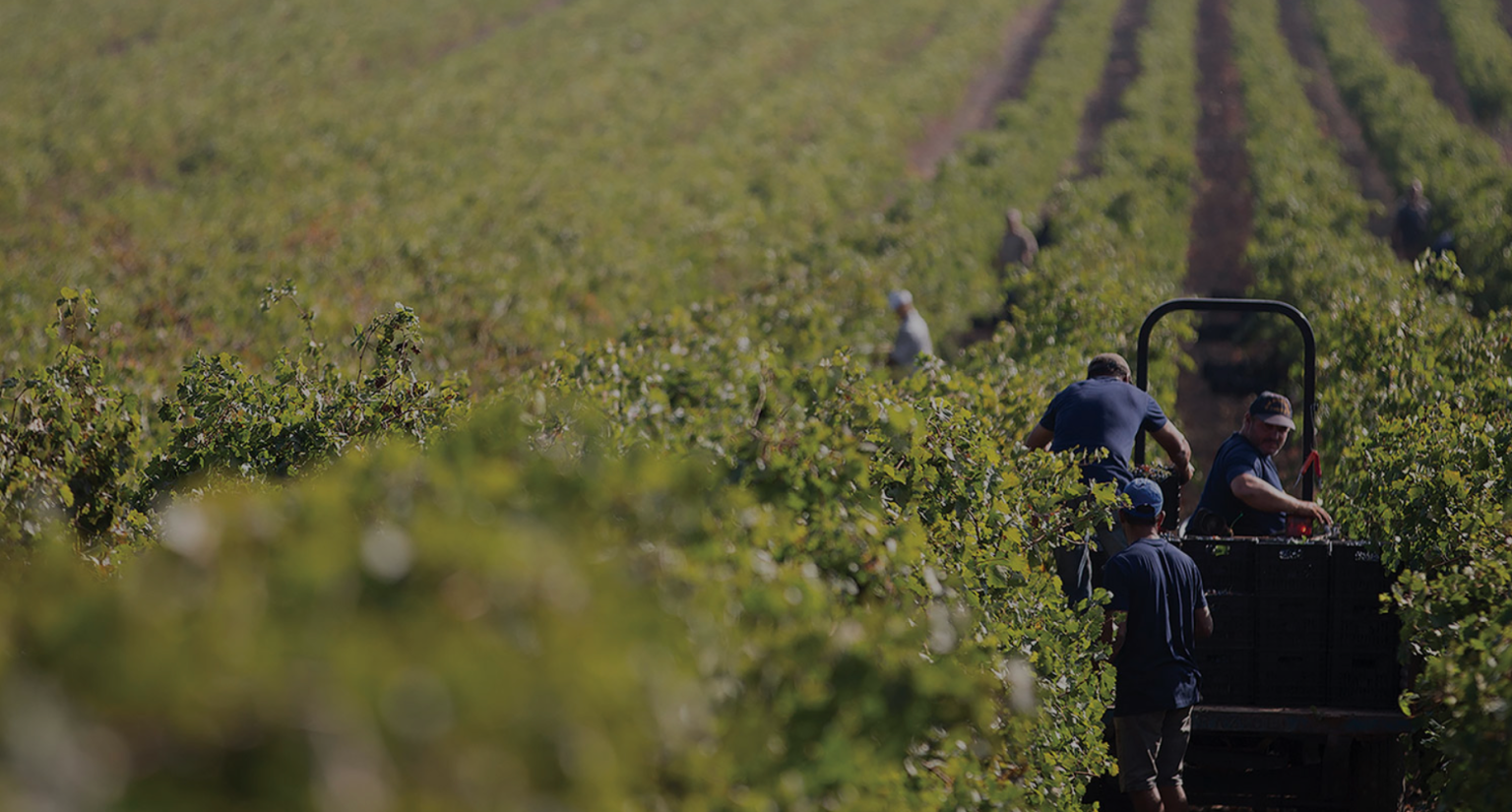 Cantine Colomba Bianca... “Le uve raccontano” la meravigliosa storia ...